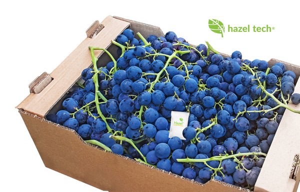 Shelf-life extension technology keeps grape stems fresh longer