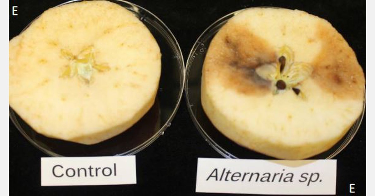 Moldy Core in Sweet Tango Apples from New Zealand