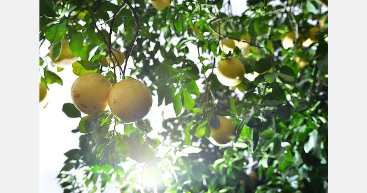 Florida citrus company adds 2,500-acre grove to portfolio