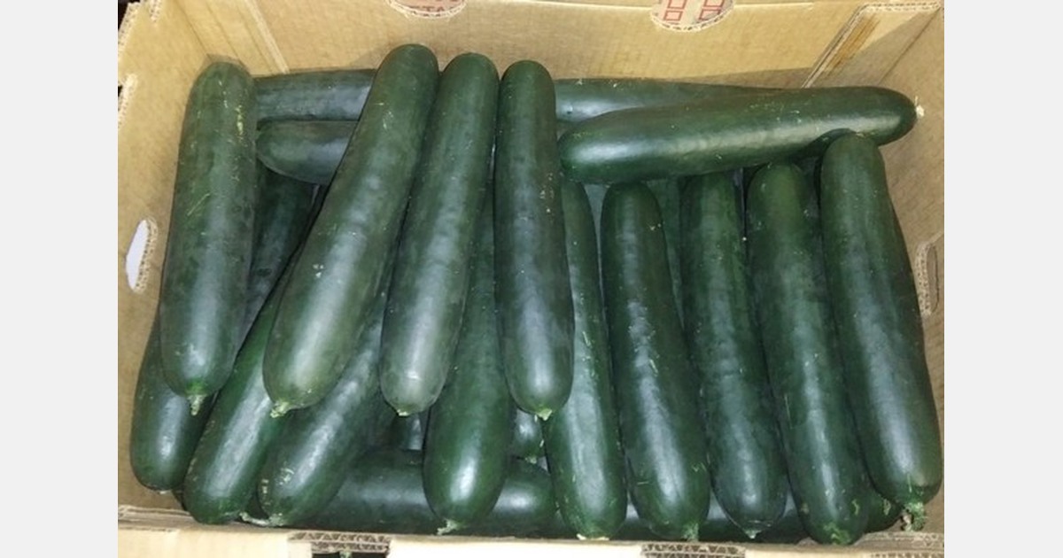 High pricing on field cucumbers