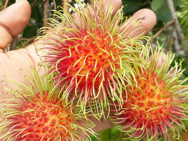 Growers hope for better pricing on rambutan this season