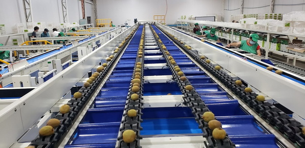 Reemoon officially installs its first kiwifruit sorting line in South ...