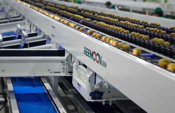 Reemoon officially installs its first kiwifruit sorting line in South ...