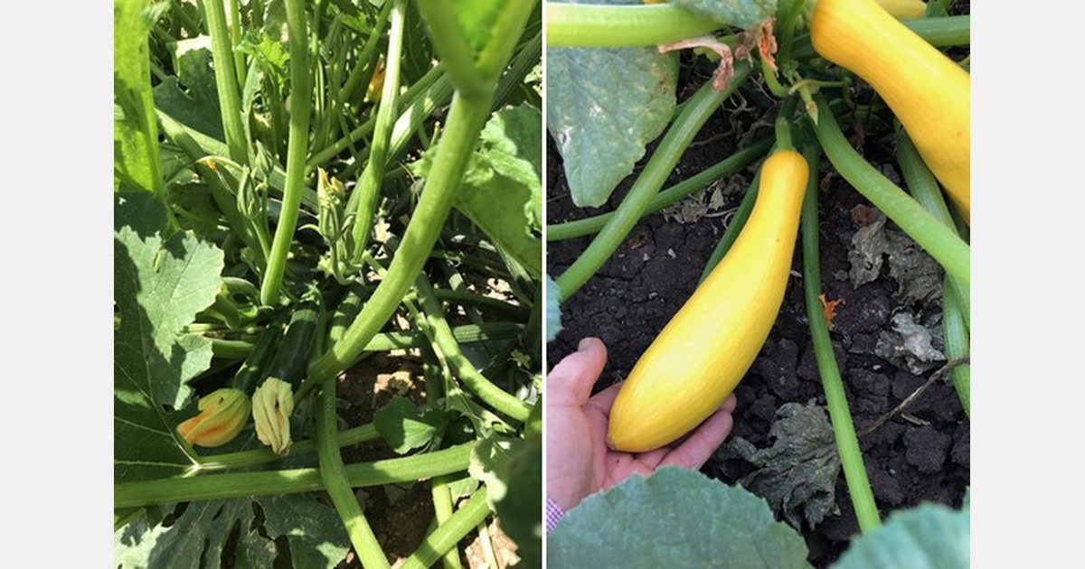Sonora squash coming into peak production
