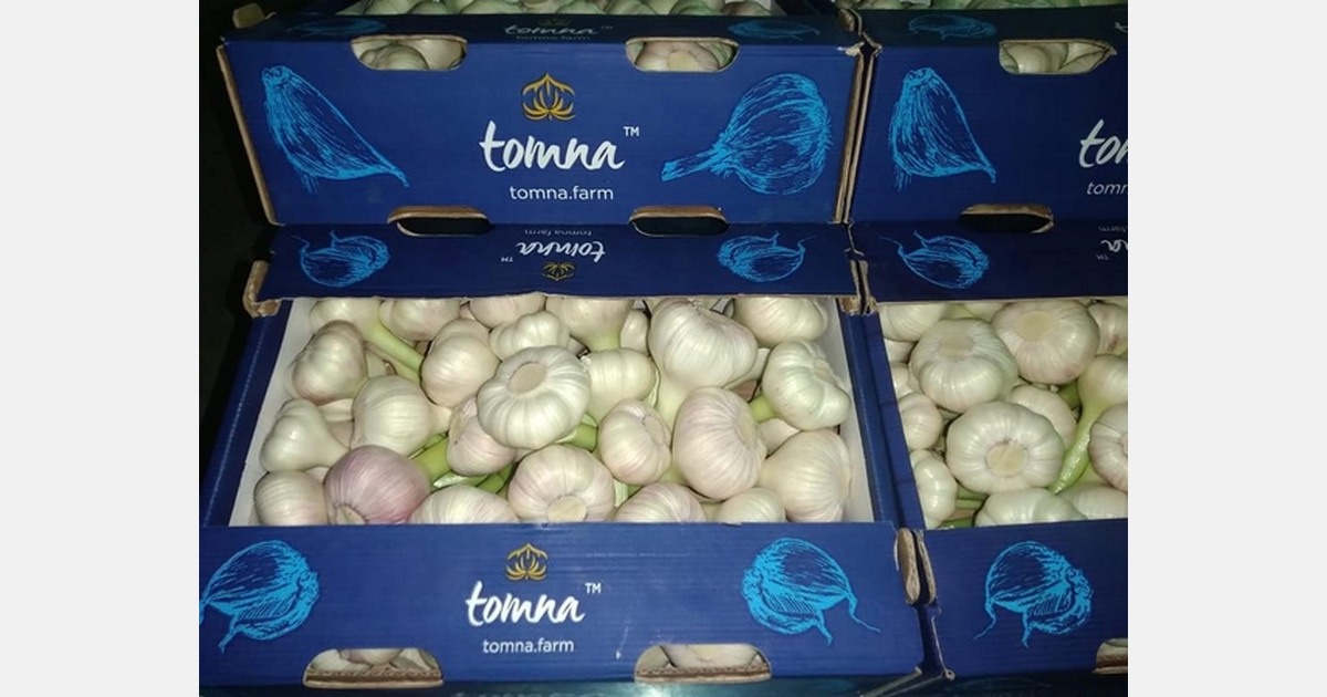 “Egyptian garlic season has been rather unstable this year”