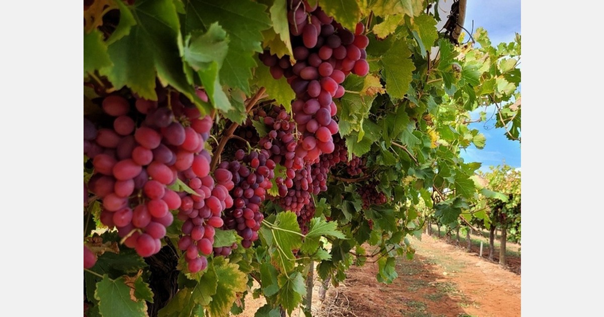 Favourable weather leads to increased volumes and quality for a NSW ...