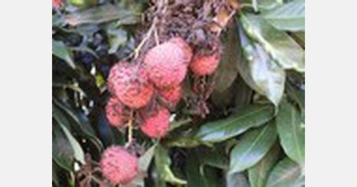 Florida lychee trees endangered by lychee erinose mite