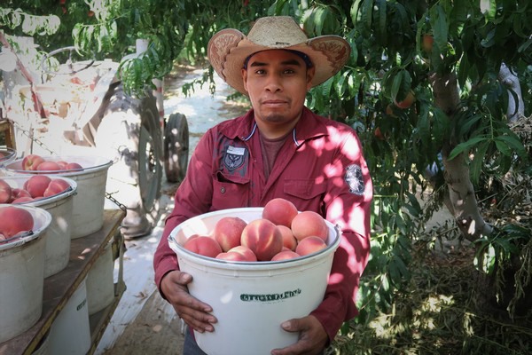 Stone fruit grower-marketer announces major expansion