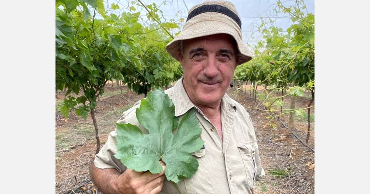 Table grape grower remaining upbeat with strong demand during COVID-19 ...