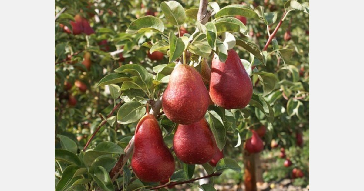 Cape Fire™ pears maintain their unique selling point in a difficult ...