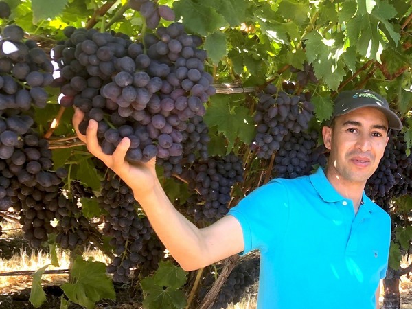 "We have an ambition to be the reference of grapes from Morocco”
