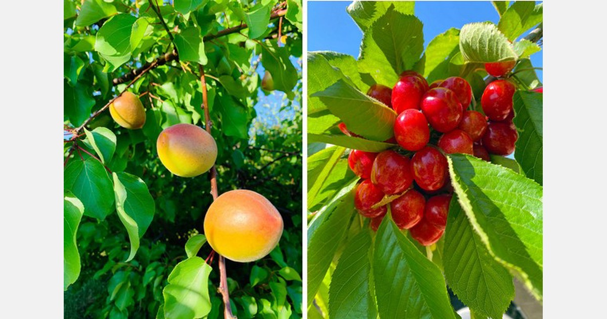 California stone fruit season kicks off with organic cherries and apricots