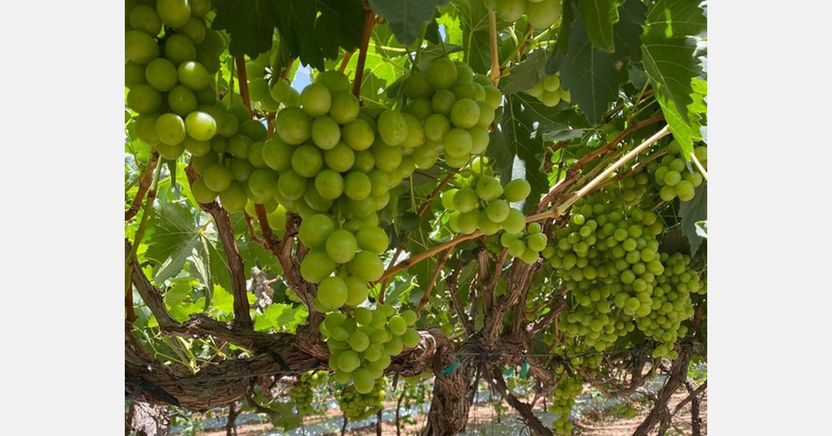 Slower start for premium grapes from Mexico
