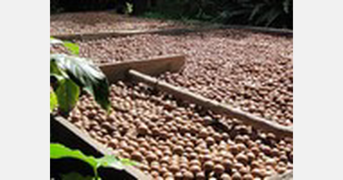 Rwanda ready to access the untapped potential of macadamia nuts