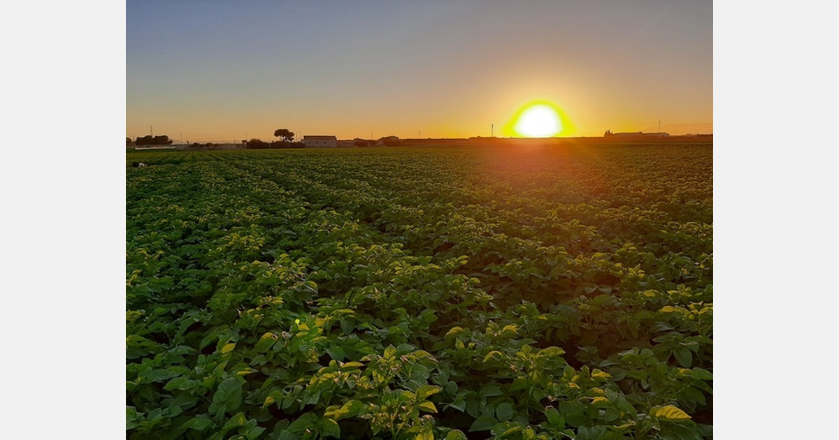 Early export Acoustic-potatoes from Israel to the European continent ...