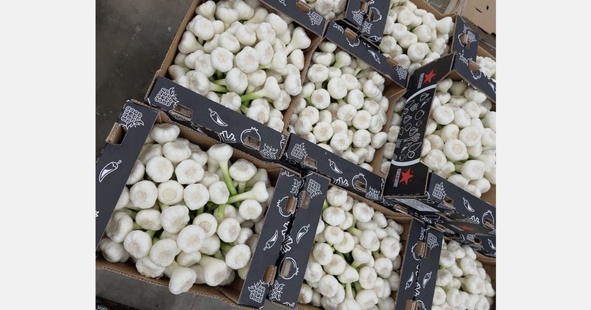 Egyptian garlic season coming to an end