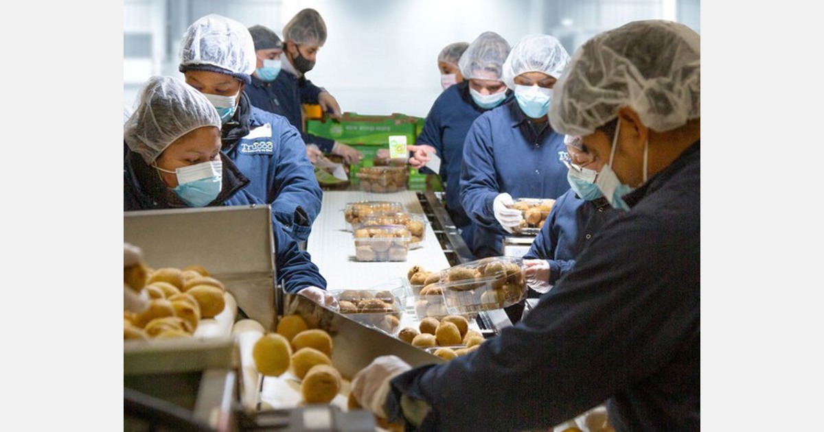 Strong kiwi fruit demand driven by foodservice