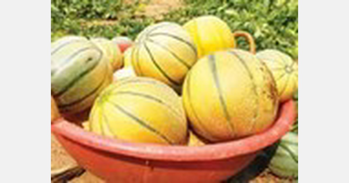 Shamam grown in Kerala as well