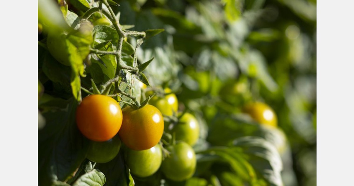 Can open field tomatoes be grown in a sustainable way?