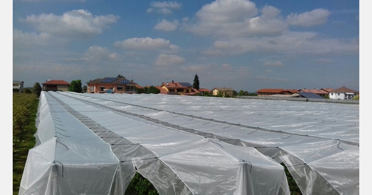 'Protecta, a solution against cherry cracking and pests'