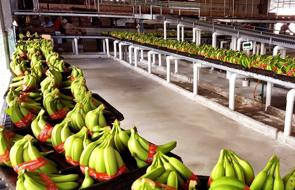 Odd times for the banana market