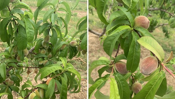 New Jersey peach growers focus on thinning to produce large fruit