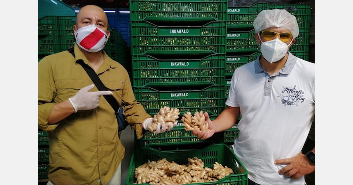 Organic ginger from Peru could see another strong season
