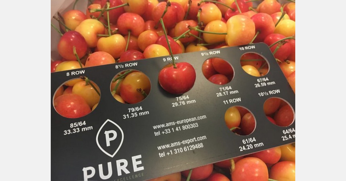 Canadian cherries move back into the French market