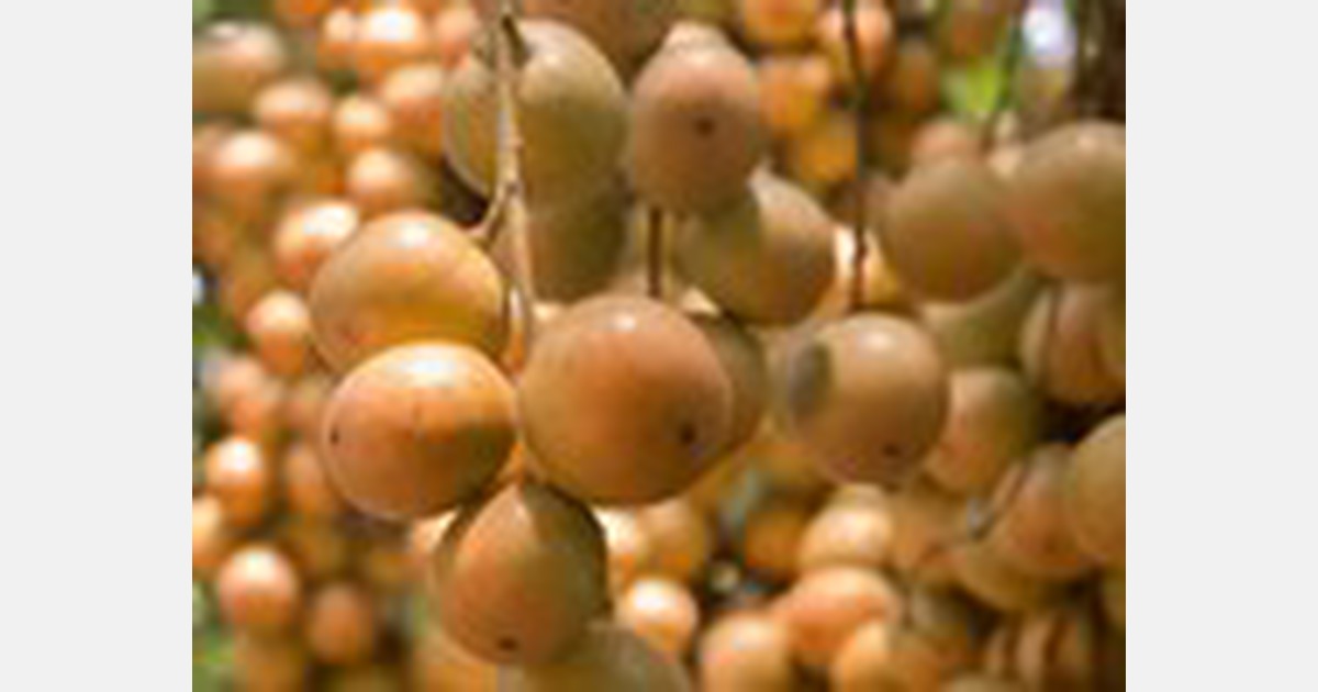 Assam: First batch of Leteku fruit exported to Dubai