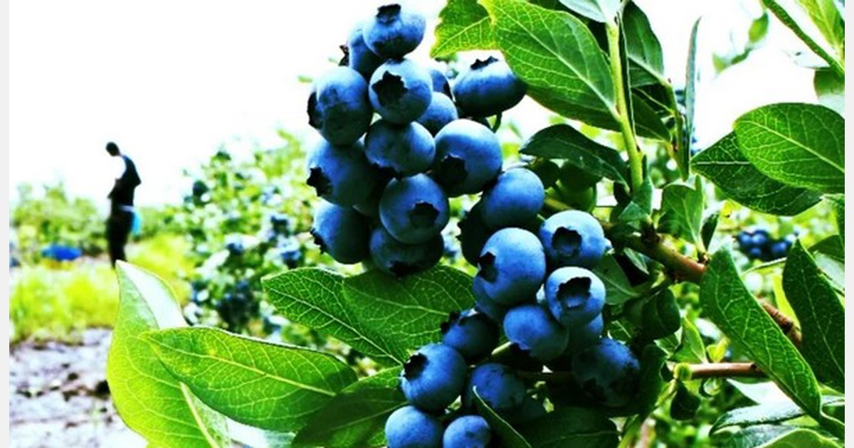 New Jersey blueberries meet strong 4th of July demand