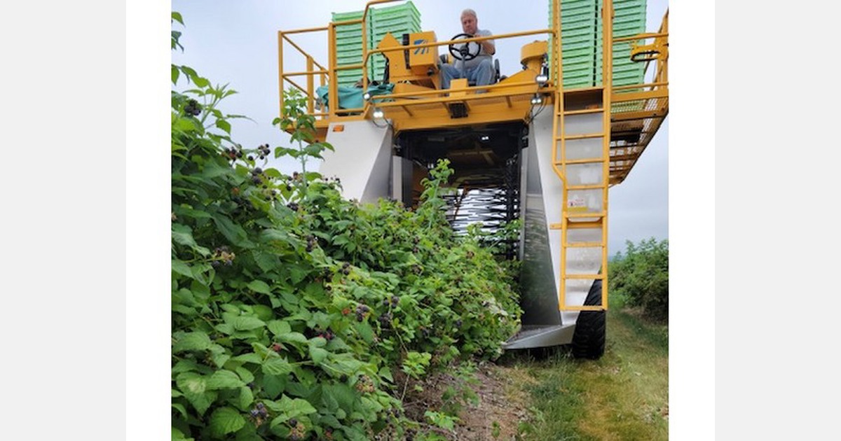 Heat hits yields on niche black raspberry volumes