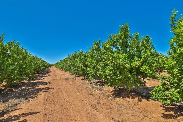 Montague enters the citrus and grape categories