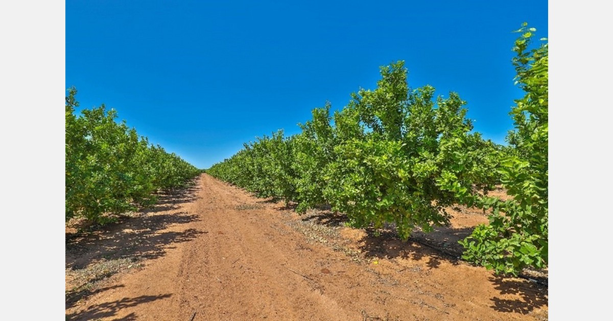 Montague enters the citrus and grape categories