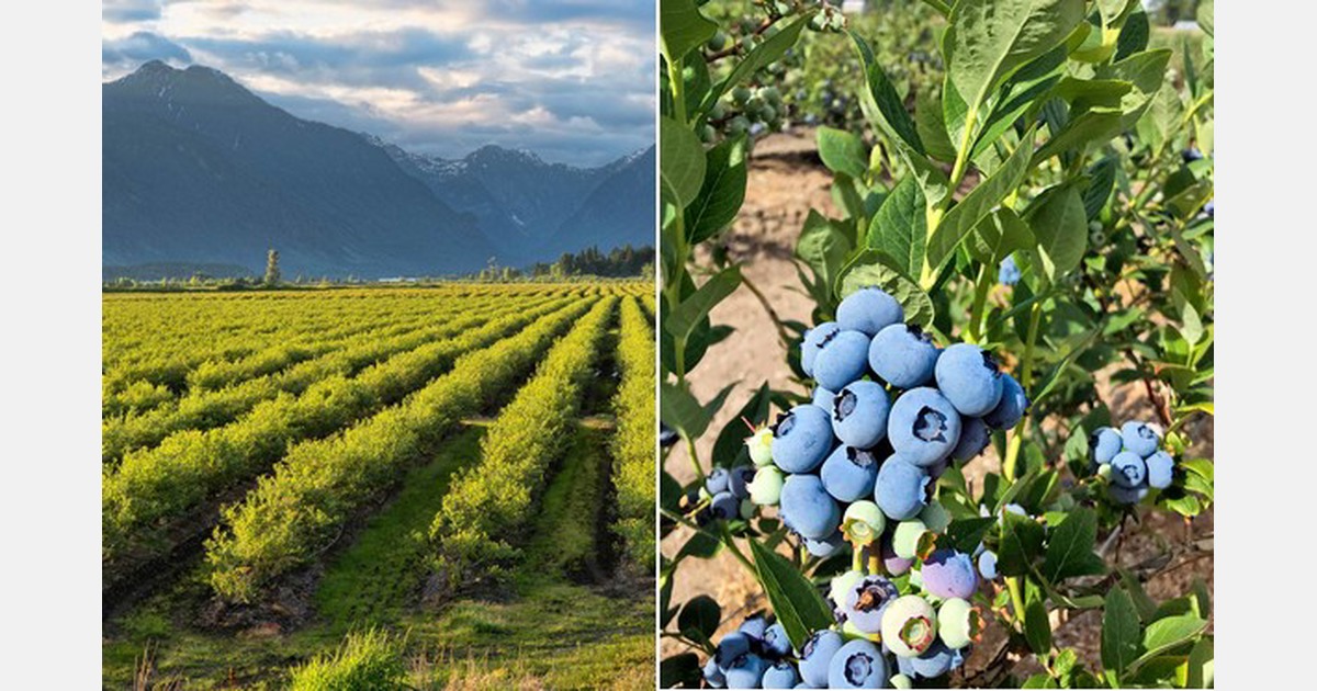 Peruvian blueberries begin shipping in August