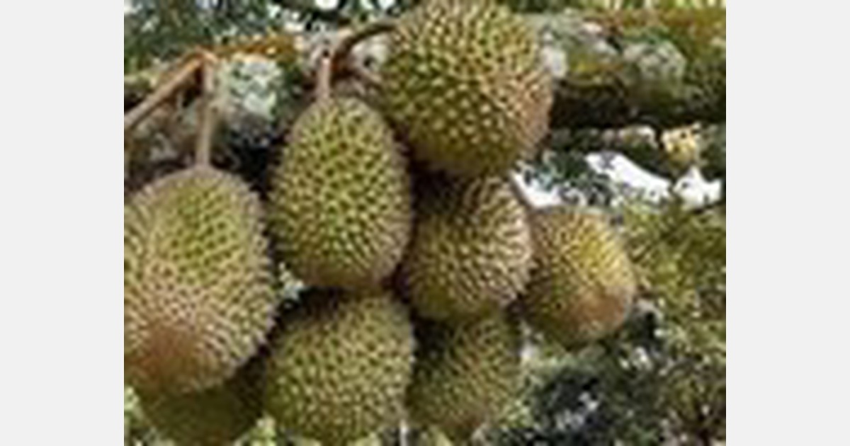 Thai durian producers demand rail link with China to profit from ...