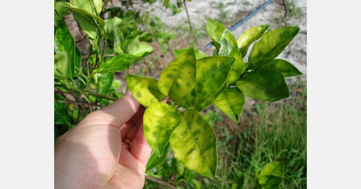 First detection of HLB citrus disease in San Diego county