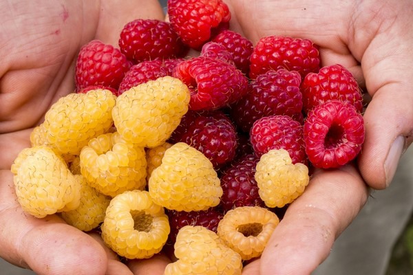 T&G Global launches VentureFruit