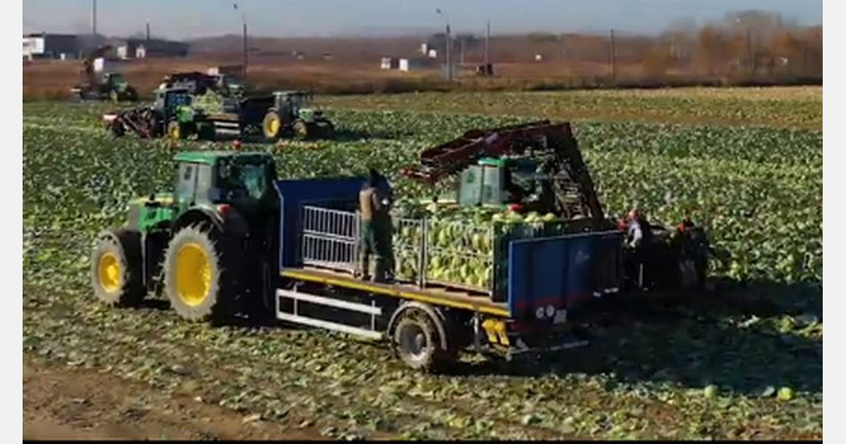 Cabbage harvester does the work of 20 - 30 people each day