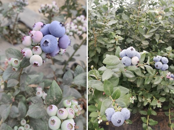 Strong Peruvian blueberry season makes for year-round availability