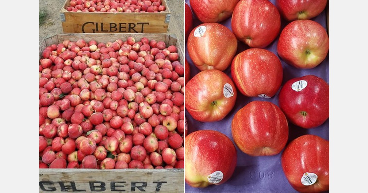 Starr Ranch Growers to present new organic offerings and packaging