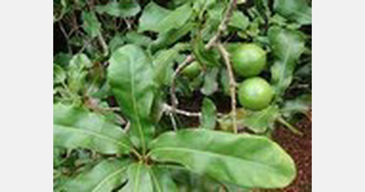 Integrated pest management to protect macadamia orchards