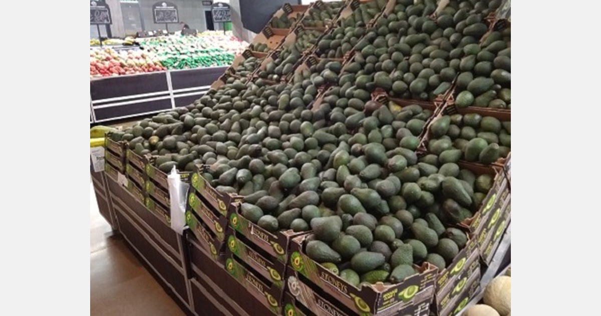 Fuerte price thumps Hass on South African avo market