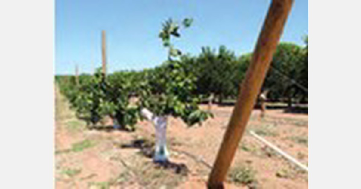 Trellis systems could assist development of robotic harvesting