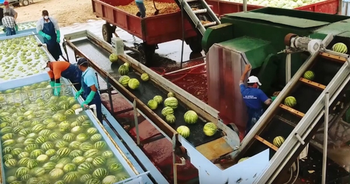 Melon packing house improves post-harvest biosecurity through HPGen ...