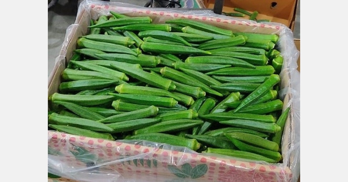 “Indian okra season starts once European produce is gone from the market”