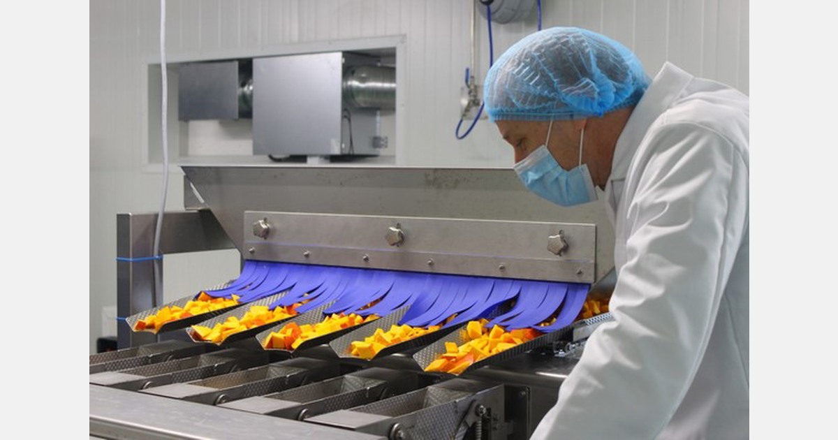 Dutch squash packer innovates squash processing line for fresh cut cubes