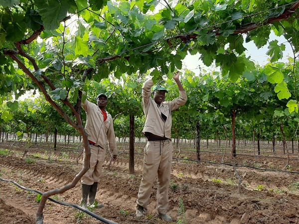 Vaalbos Trust: all hands on deck at high-diversity farm