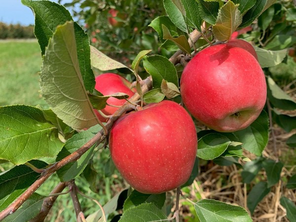 SnapDragon and RubyFrost apple varieties differentiate by flavor and ...