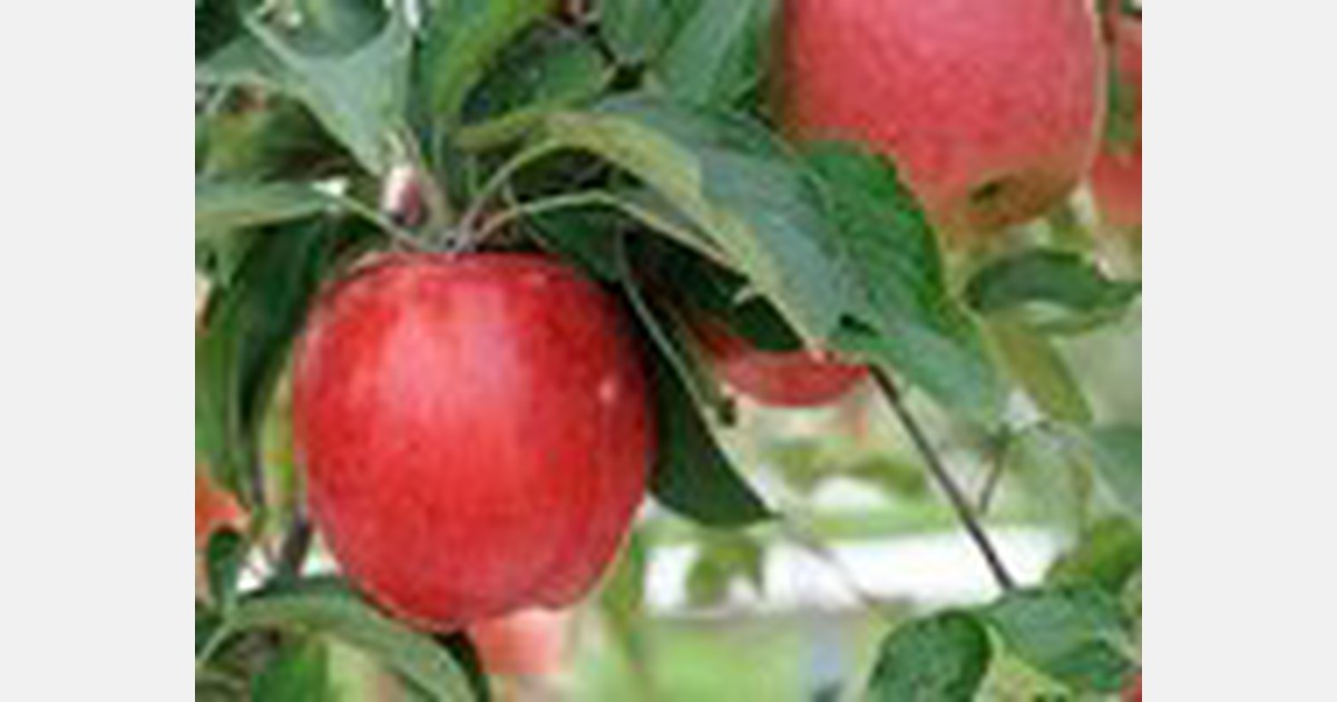 The Koru apple: a new breed