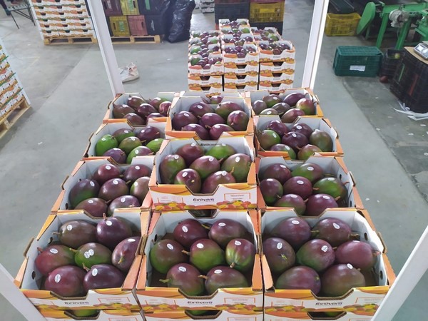 Prices moving up on slim supplies of Brazilian mangoes